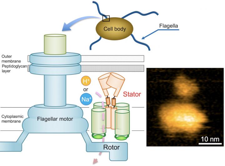 Schematic Diagram [IMAGE] | EurekAlert! Science News Releases