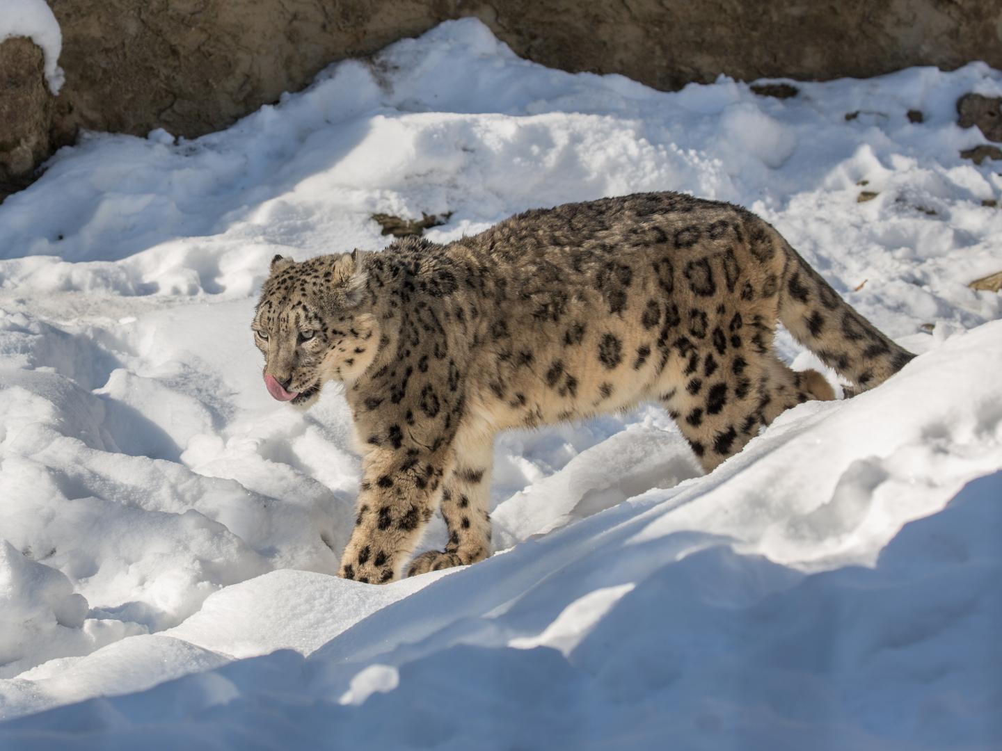 Understanding local attitudes to snow leopard | EurekAlert!