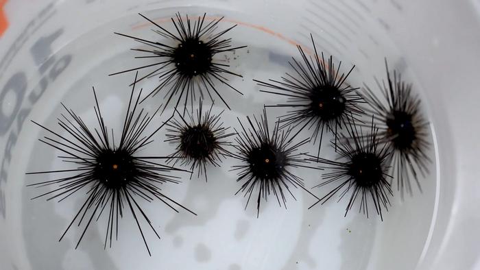 USF study: Sea urchin killer spreads to new s | EurekAlert!