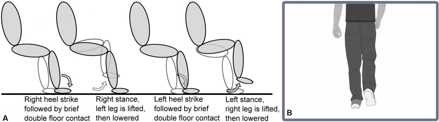Brain activity alternates while stepping | EurekAlert!