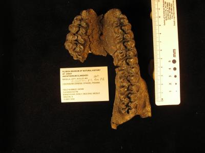 Fossil teeth of browsing horse found in Panam | EurekAlert!
