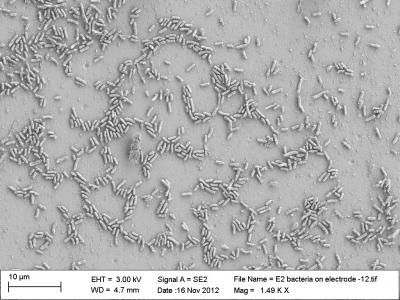 Shewanella oneidensis B [IMAGE] | EurekAlert! Science News Releases