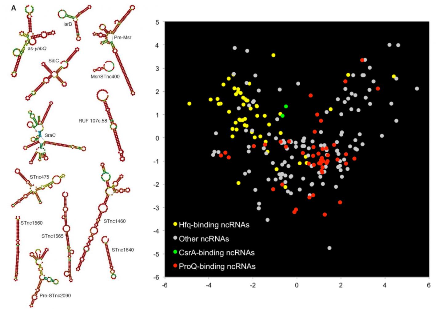 The Bacterial RNA Universe [IMAGE] | EurekAlert! Science News Releases