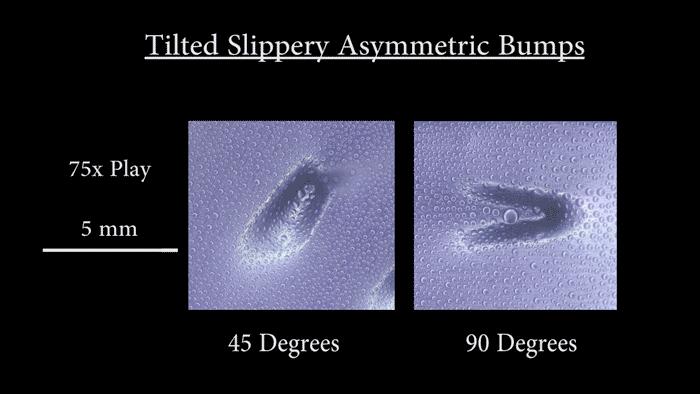 Asymmetric Topography of Bumps [IMAGE] | EurekAlert! Science News Releases