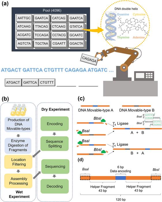 The principle of the DNA movab [IMAGE] | EurekAlert! Science News Releases