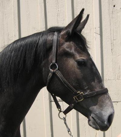 Handling the Horse Genome (1 o [IMAGE] | EurekAlert! Science News Releases