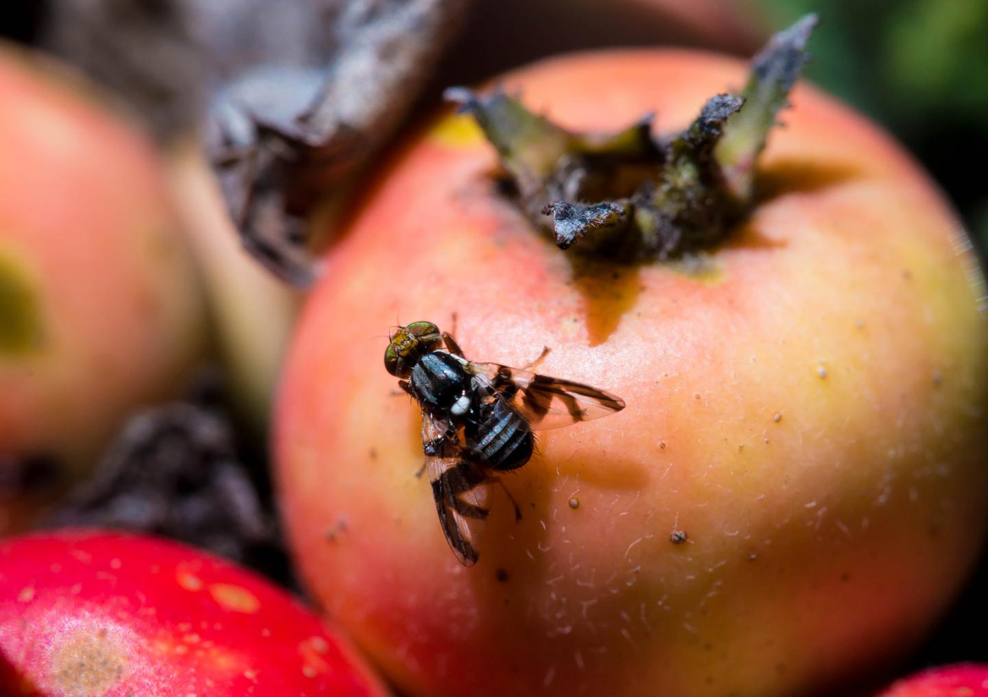 Rhagoletis pomonella [IMAGE] | EurekAlert! Science News Releases