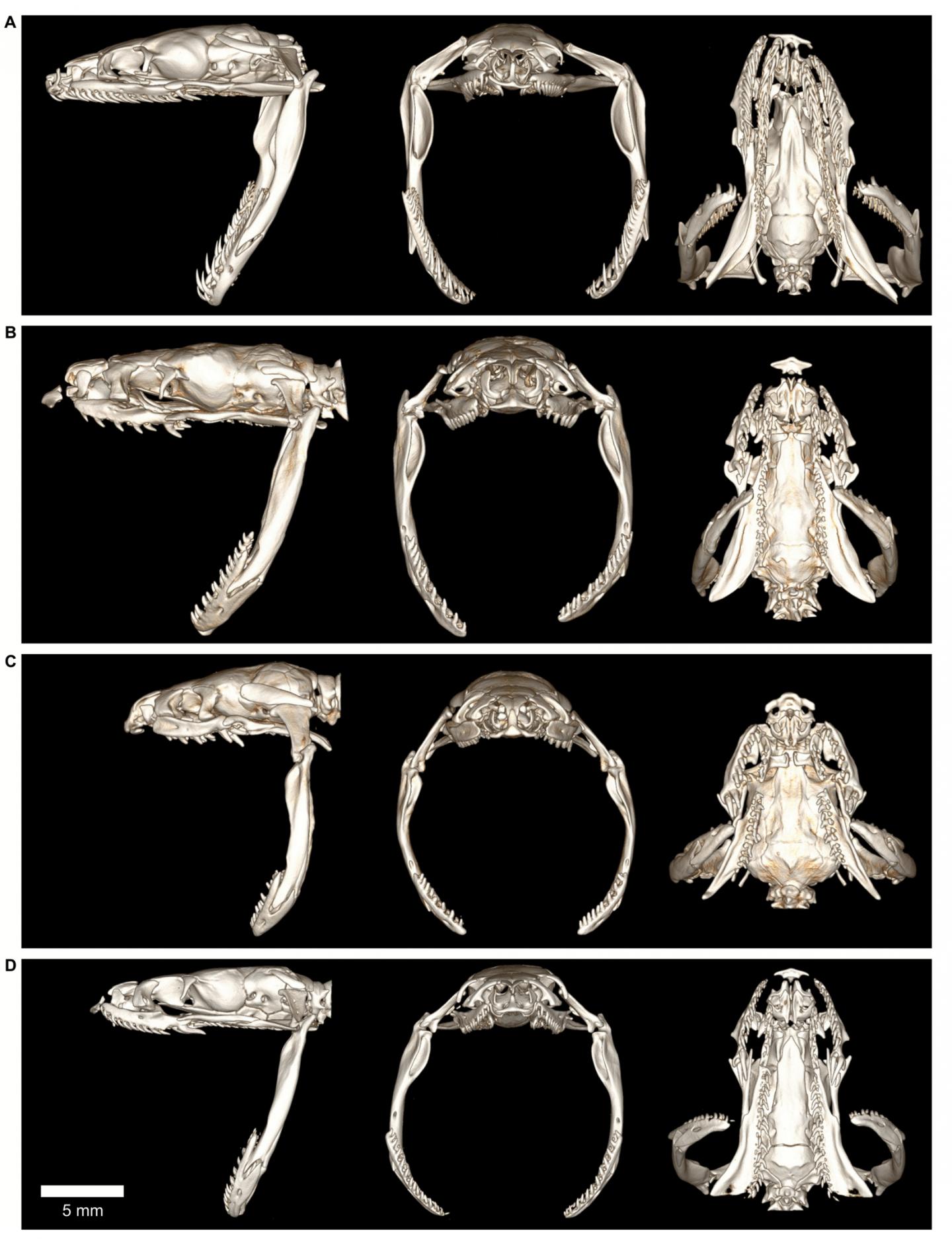 Crab Snakes 1 [IMAGE] | EurekAlert! Science News Releases