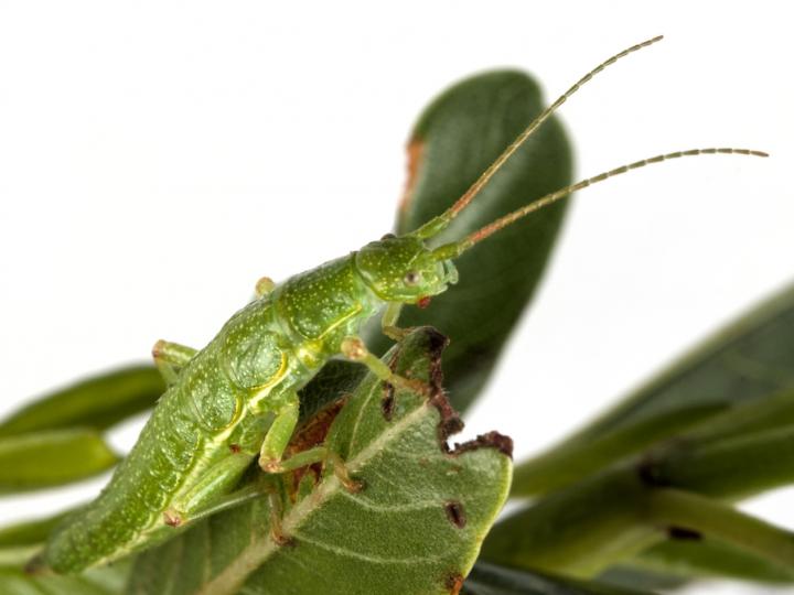 Comes naturally? Using stick insects, scienti | EurekAlert!