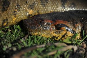 Giant new snake species identified in the Ama | EurekAlert!