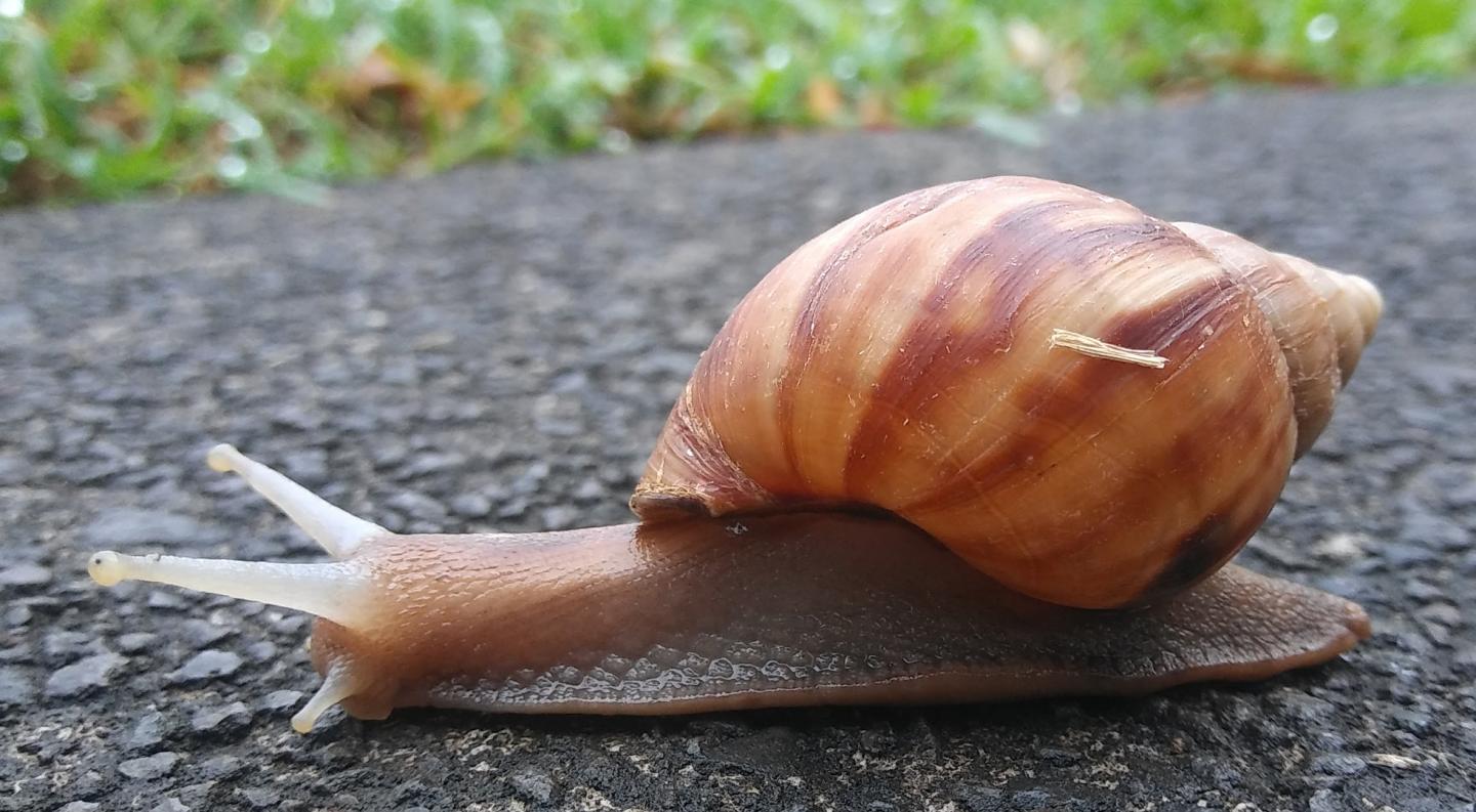 Giant African Snail [IMAGE] | EurekAlert! Science News Releases
