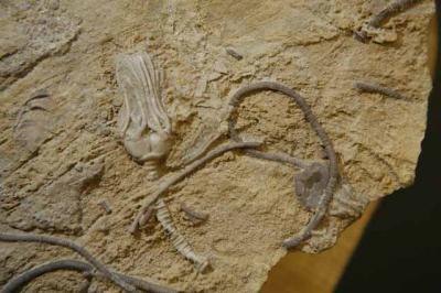 Crinoid Fossils [IMAGE] | EurekAlert! Science News Releases