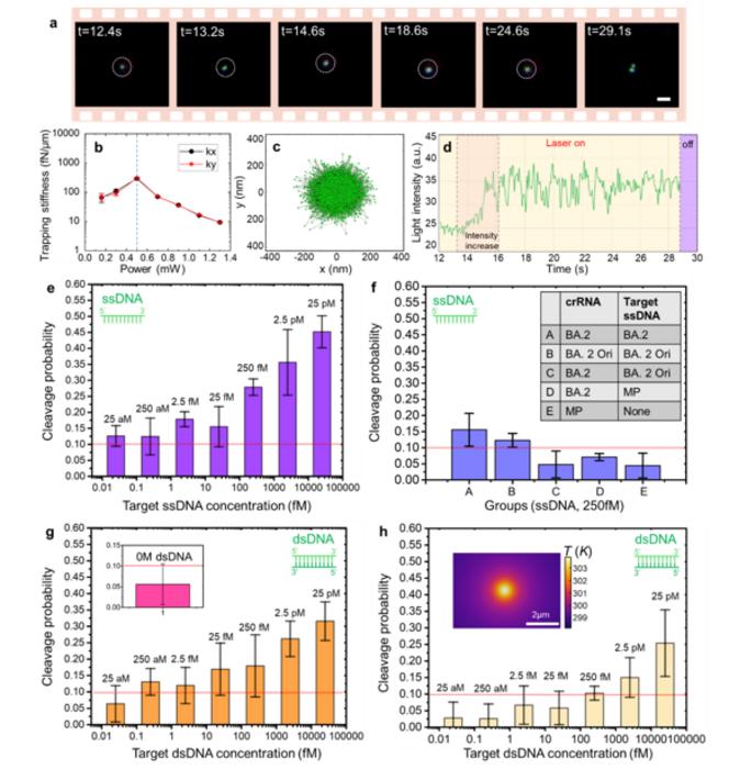 CRONT system for nucleotide de [IMAGE] | EurekAlert! Science News Releases