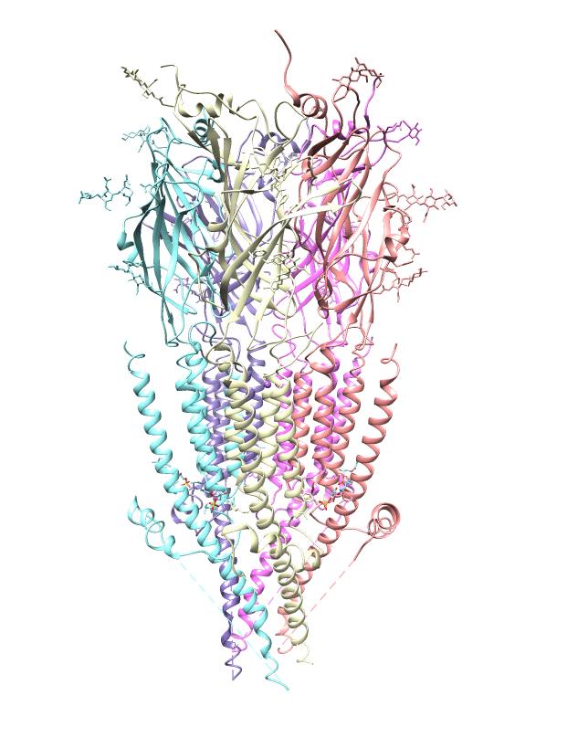 Serotonin Receptor Atomic Mode [IMAGE] | EurekAlert! Science News Releases