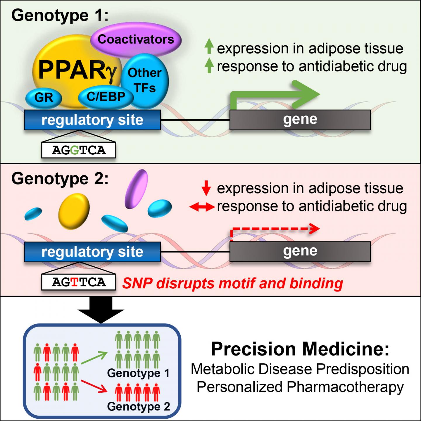 Genetic variation determines response to anti | EurekAlert!