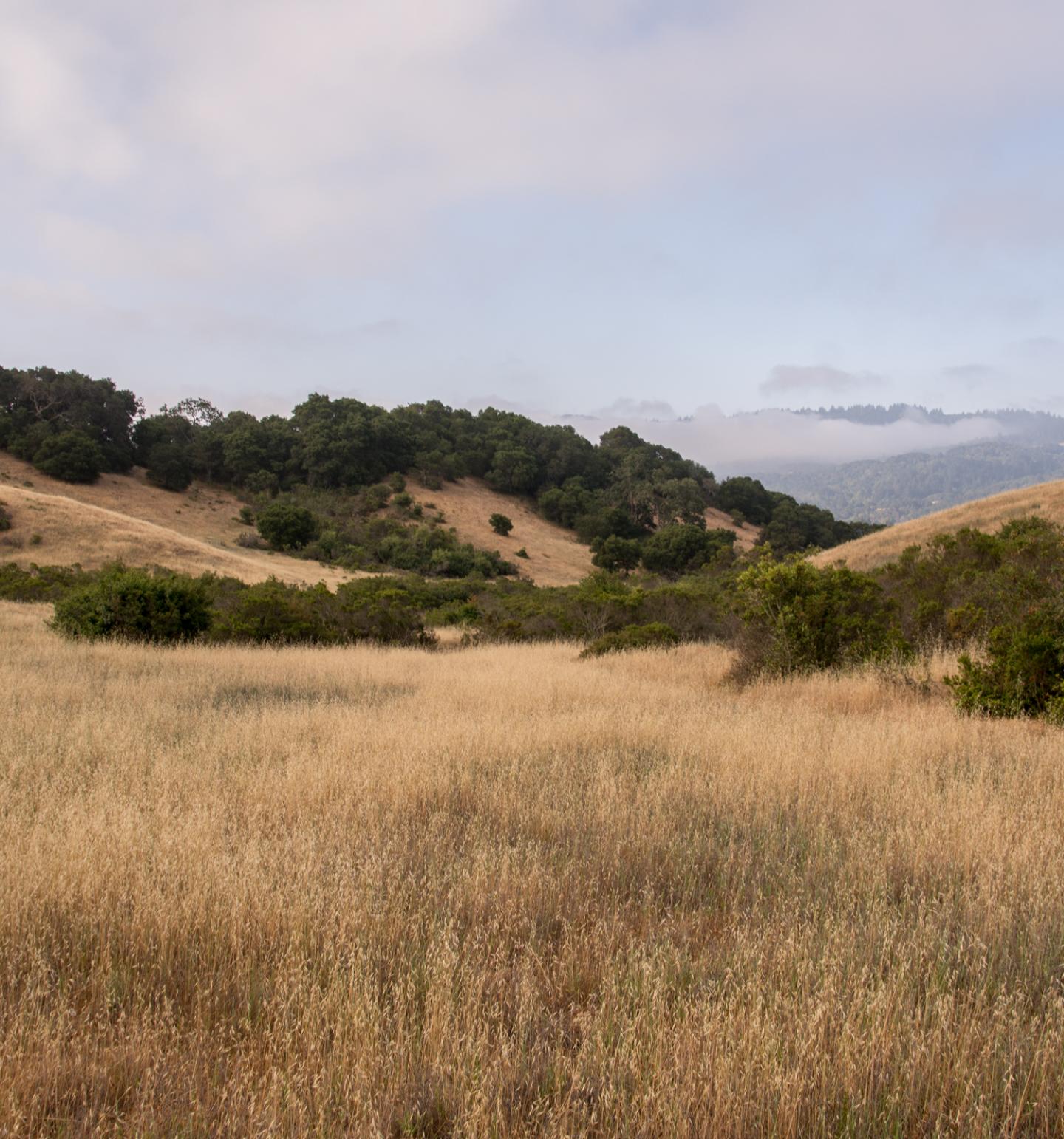 Grassland at Jasper Ridge Glob [IMAGE] | EurekAlert! Science News Releases