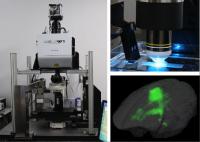 High-speed whole-brain imaging improves under | EurekAlert!