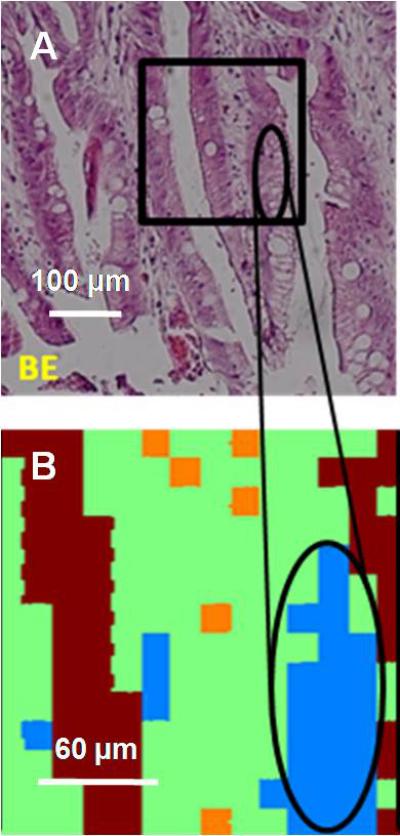 Synchrotron Infrared Microscop [IMAGE] | EurekAlert! Science News Releases