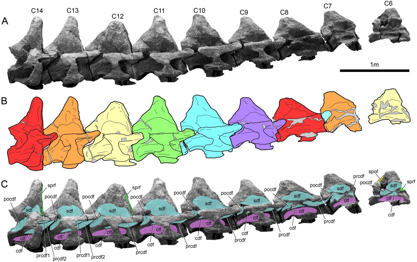 Neck Bones of Alamosaurus [IMAGE] | EurekAlert! Science News Releases