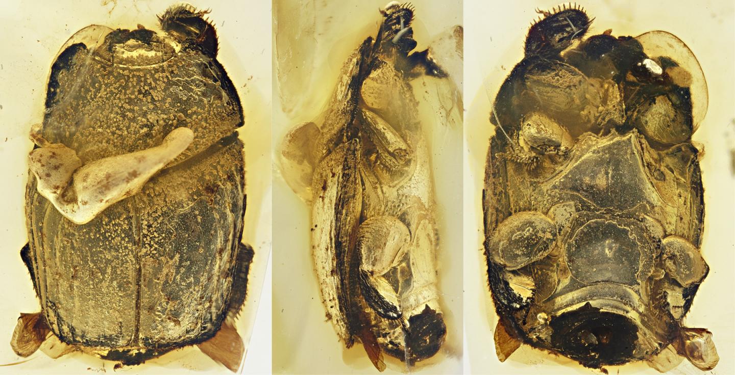 Microscope Image of Amber Beet [IMAGE] | EurekAlert! Science News Releases