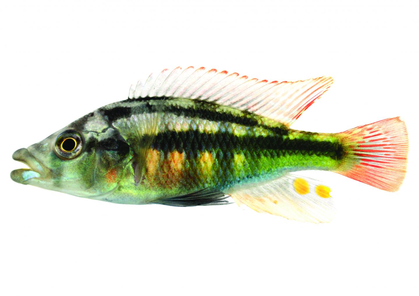 Haplochromis chilotess [IMAGE] | EurekAlert! Science News Releases