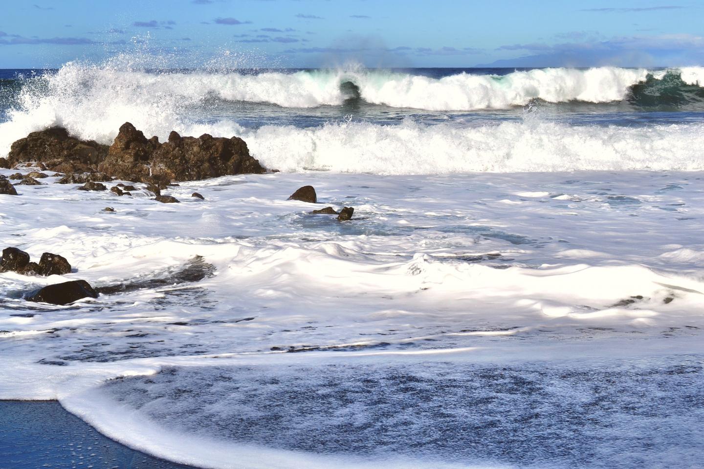 Algae and Bacteria in the Ocea [IMAGE] | EurekAlert! Science News Releases