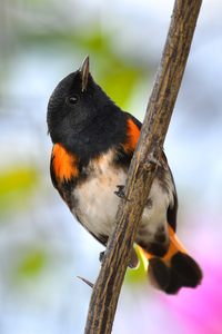 American Redstart [IMAGE] | EurekAlert! Science News Releases