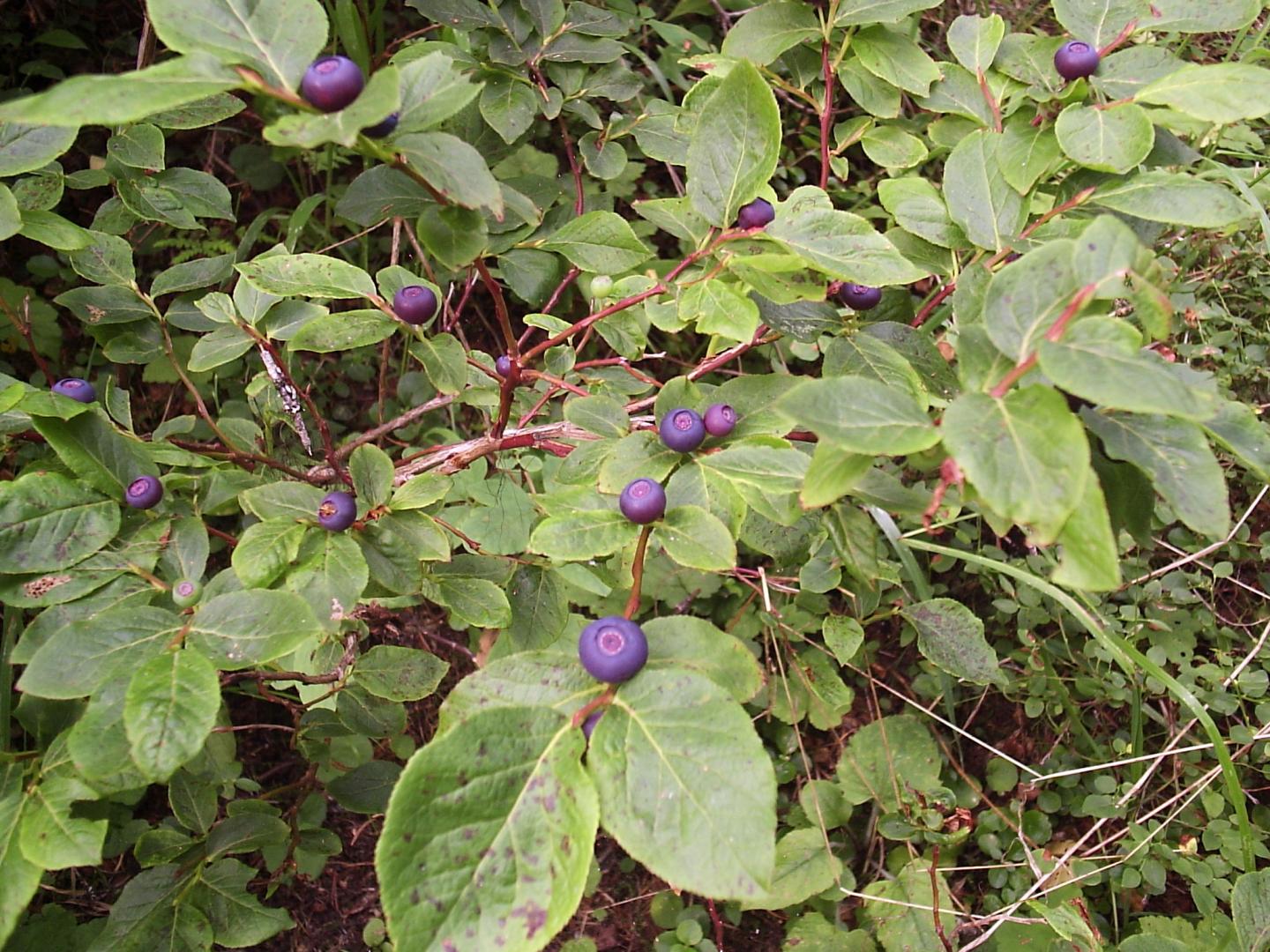 Huckleberry Fruit [IMAGE] | EurekAlert! Science News Releases