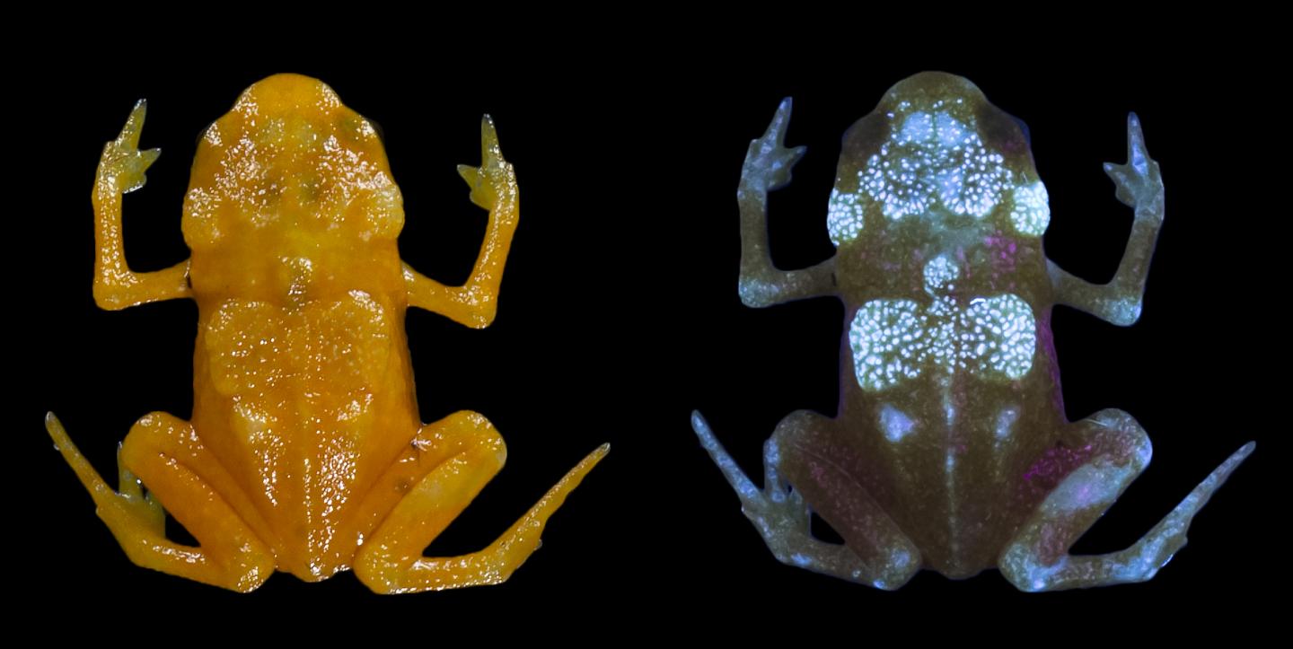 Pumpkin Toadlet ( Brachyceph [IMAGE] | EurekAlert! Science News Releases
