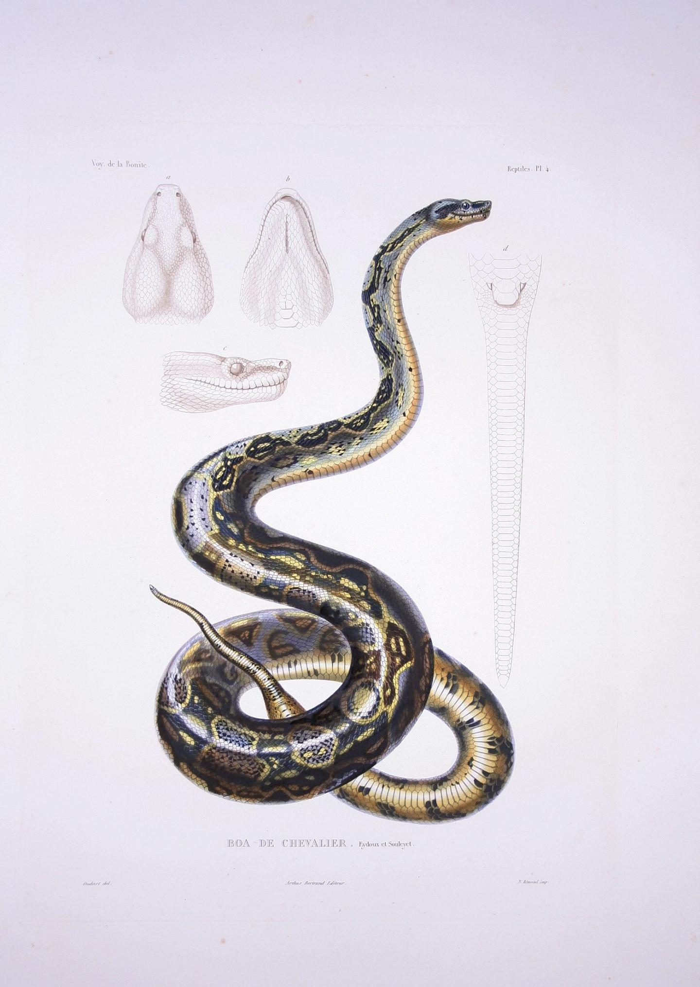 Illustration of a Boa by Eydou [IMAGE] | EurekAlert! Science News Releases