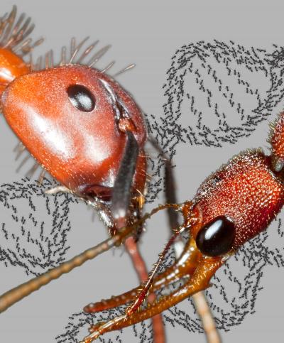 A Tale of 2 Ant Genomes (5 of 6) | EurekAlert!