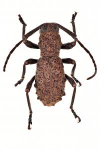 The first long-horned beetle giving birth to | EurekAlert!