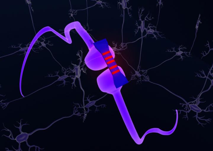 On-chip photonic synapse (1 of 2) | EurekAlert!