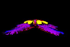 Starfish body is a head, say scientists | EurekAlert!