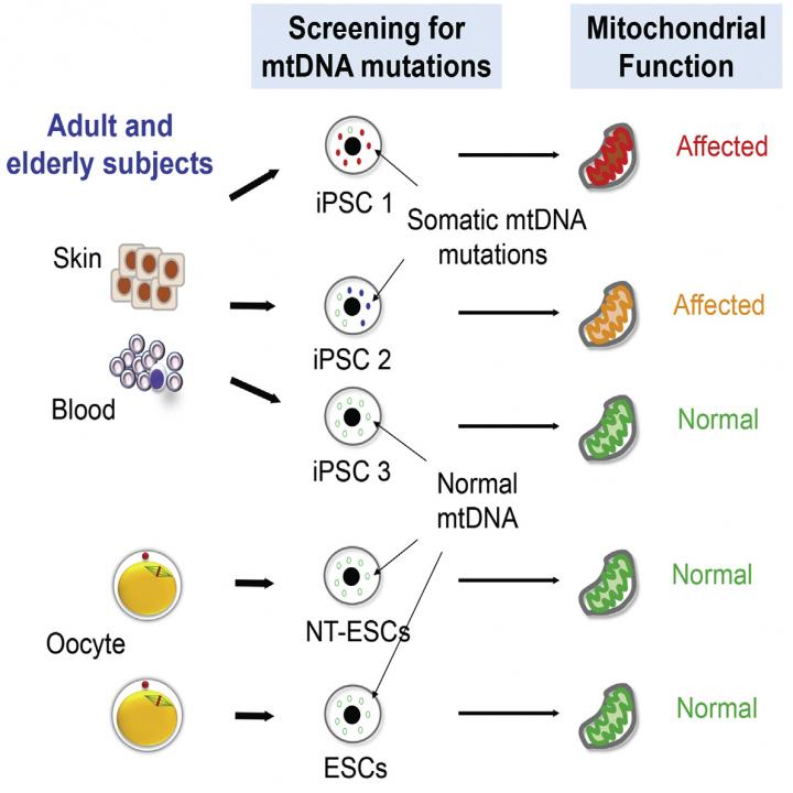 Human iPSCs From Older Adults [IMAGE] | EurekAlert! Science News Releases