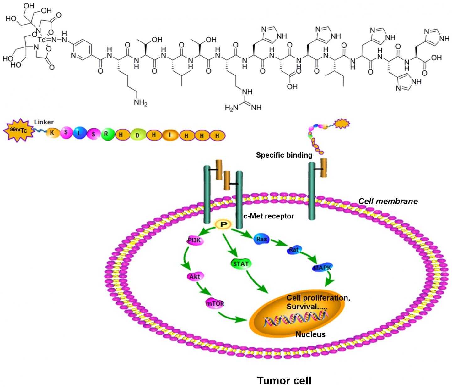Synthesis and Structure of New [IMAGE] | EurekAlert! Science News Releases