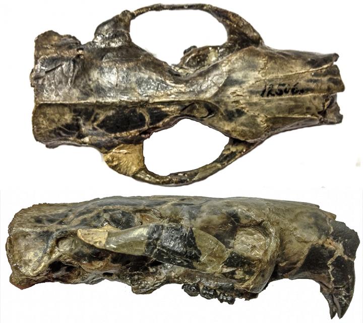 Skull of Paramys [IMAGE] | EurekAlert! Science News Releases