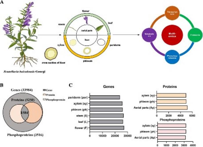 Schematic illustrating the stu [IMAGE] | EurekAlert! Science News Releases