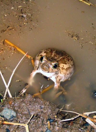 Female Toads Open-Minded in Mate Search (1 of | EurekAlert!