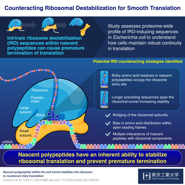 Nascent polypeptides stabilize ribosomes for | EurekAlert!