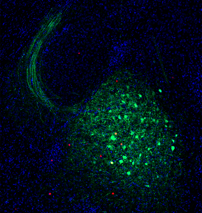 Social transmission of memory [IMAGE] | EurekAlert! Science News Releases