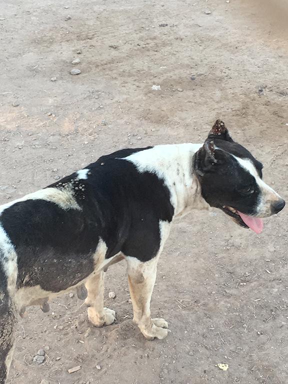 Dog with Ticks [IMAGE] | EurekAlert! Science News Releases