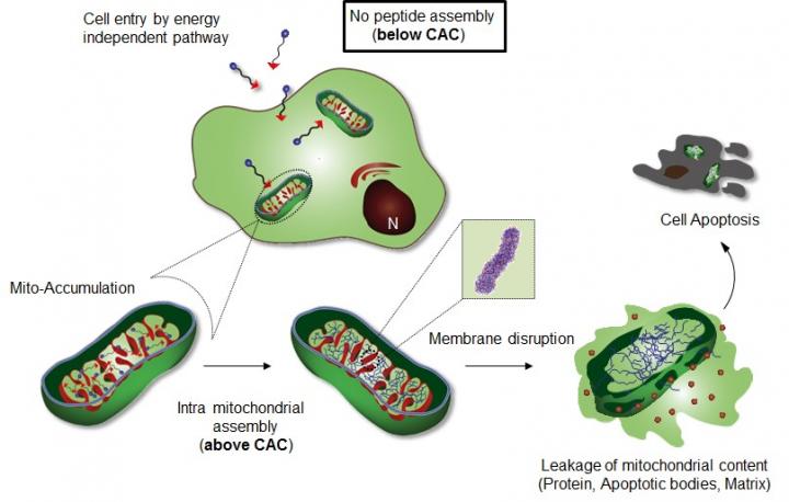 UNIST researchers find new way to tackle canc | EurekAlert!