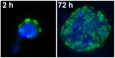 Plant Seed Nucleus [IMAGE] | EurekAlert! Science News Releases