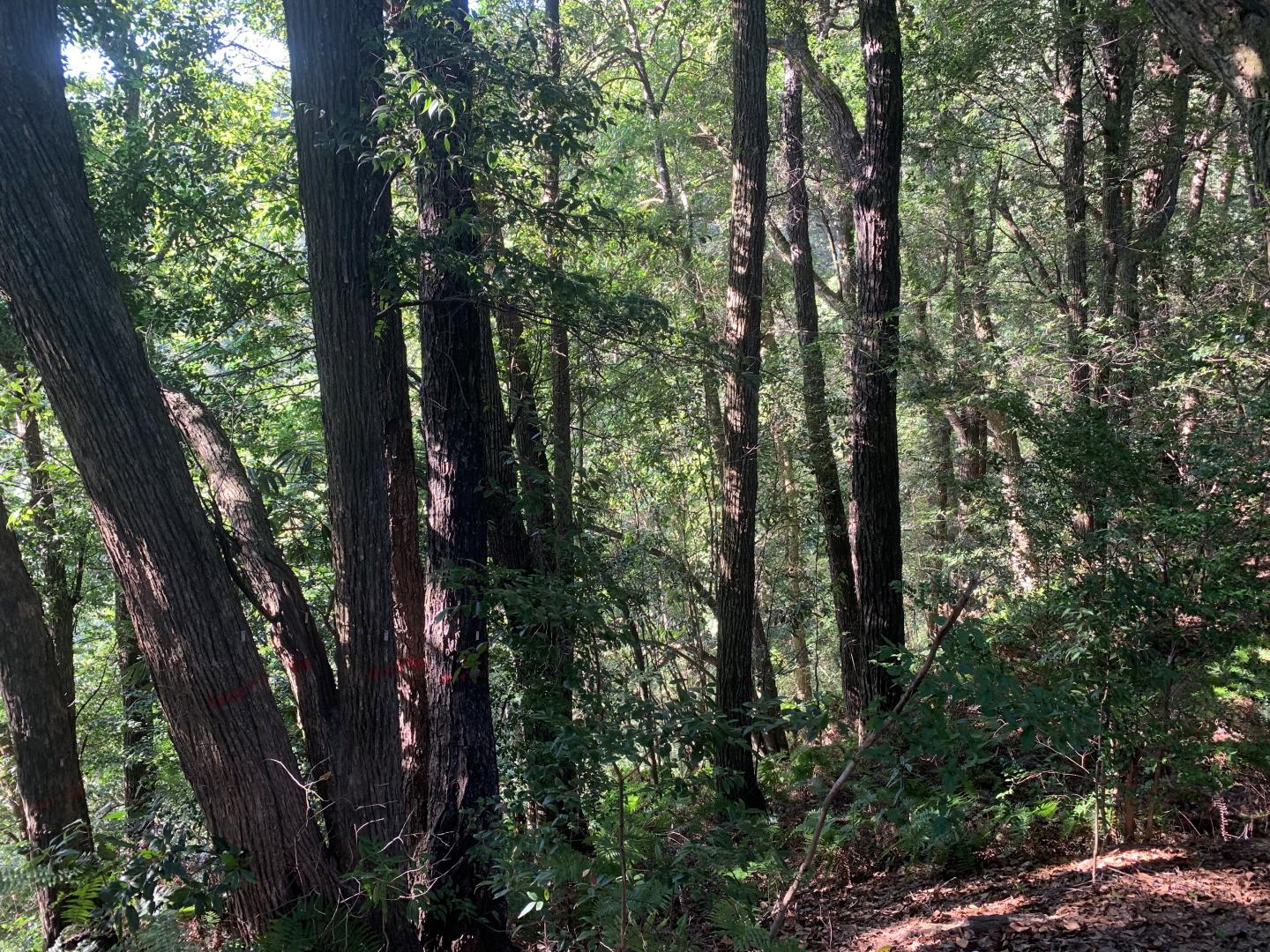 Mechanism regulating species coexistence in a | EurekAlert!