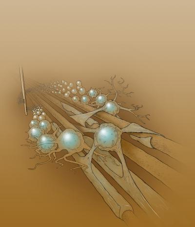 Neural Stem Cell Therapy for Rare Brain Disor | EurekAlert!