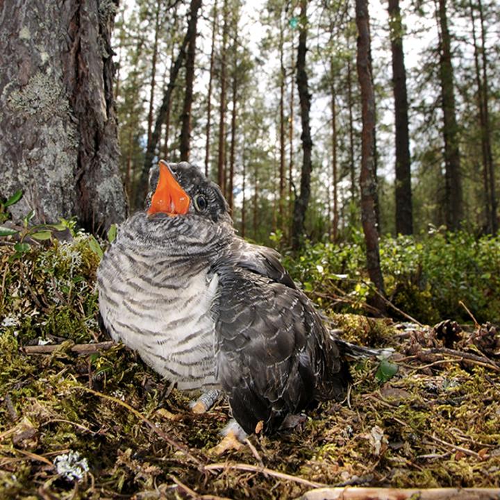 Cuckoo Chicks [IMAGE] | EurekAlert! Science News Releases