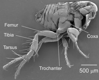 Trochanter Insect