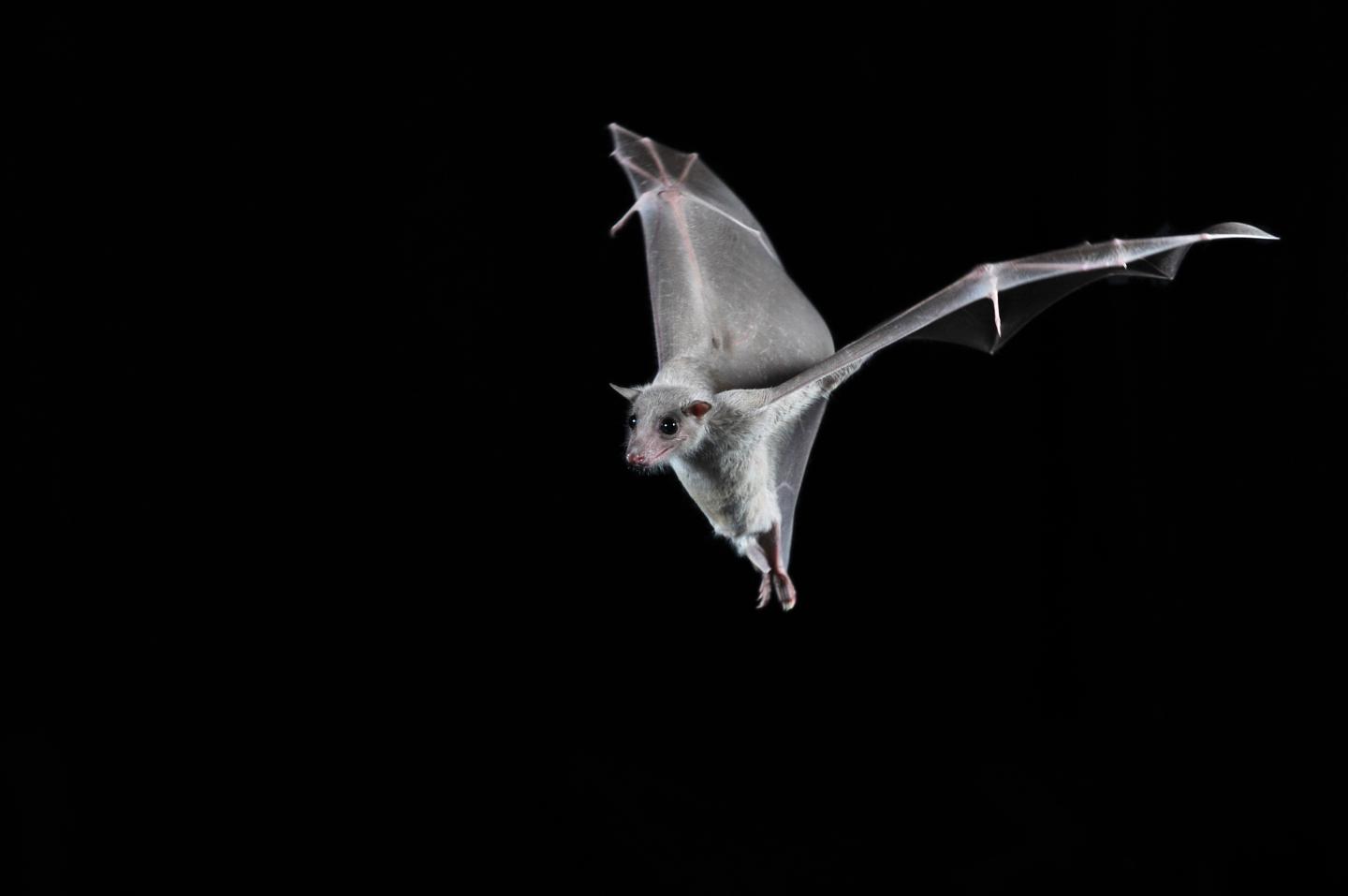 How the Animal Brain Deciphers the Locations | EurekAlert!