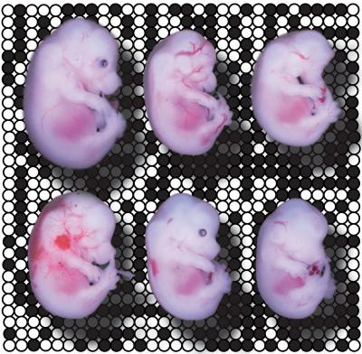 A Critical Modifier in Embryon [IMAGE] | EurekAlert! Science News Releases